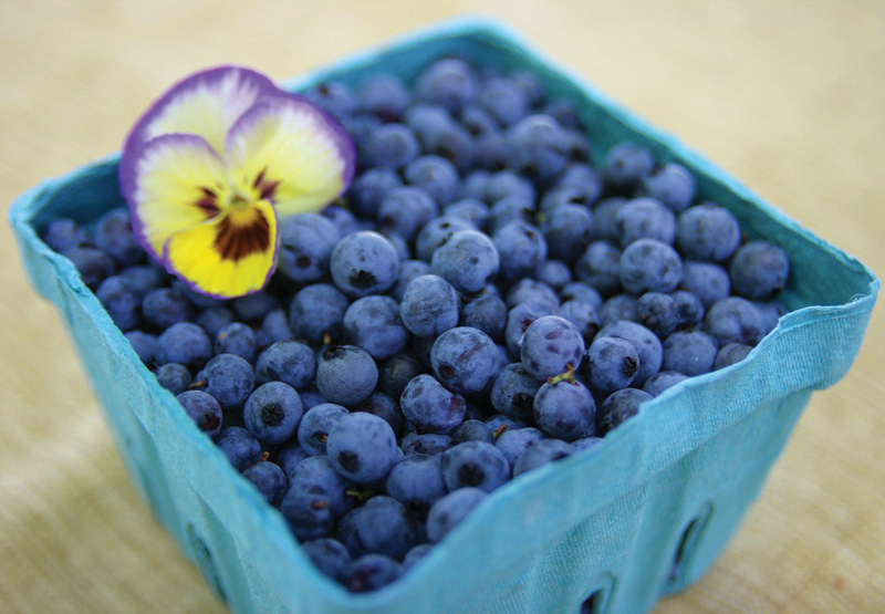 Blueberries: Maine’s Famous Blue Fruit - Visit Maine