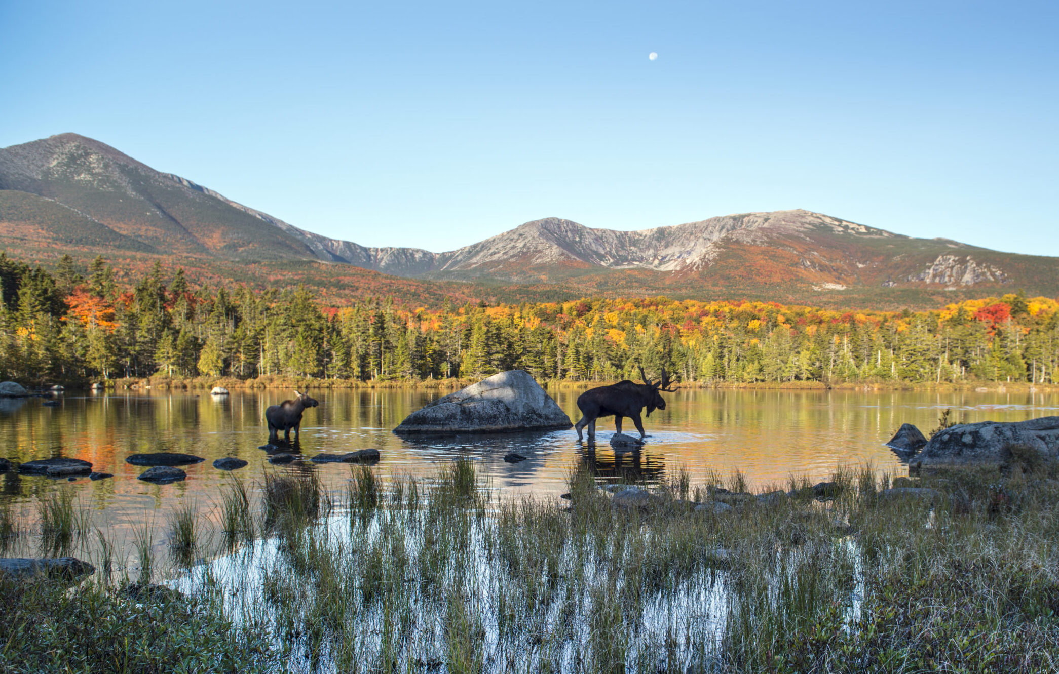 Moose Watching - Visit Maine