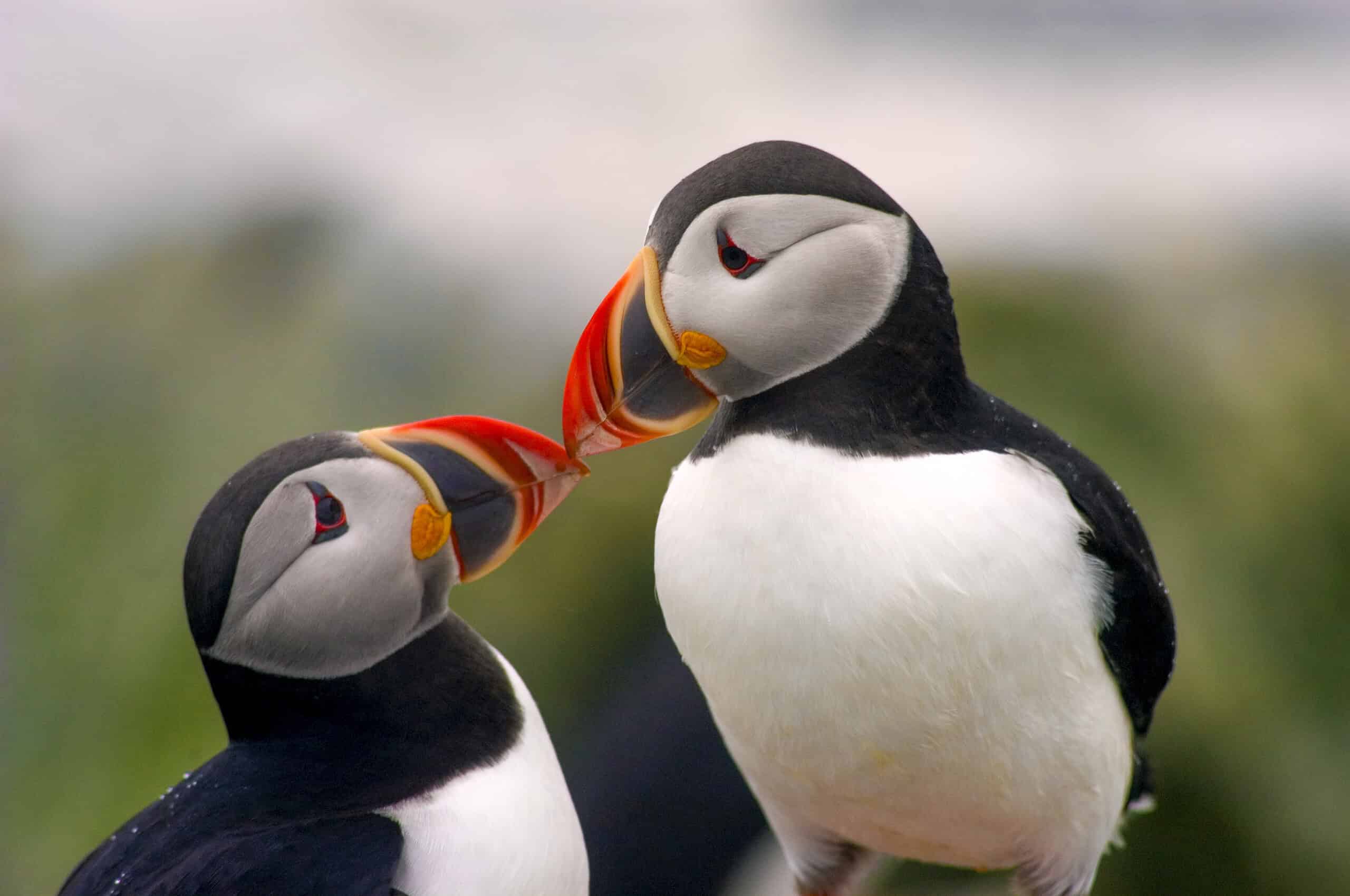 Birding in Acadia National Park - Visit Maine - Visit Maine