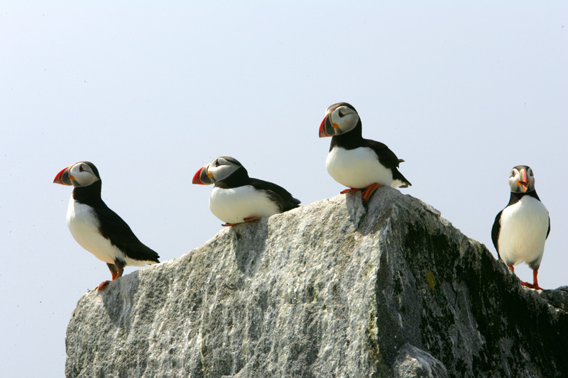 Puffin Watching: Land Tours & Cruises - Visit Maine