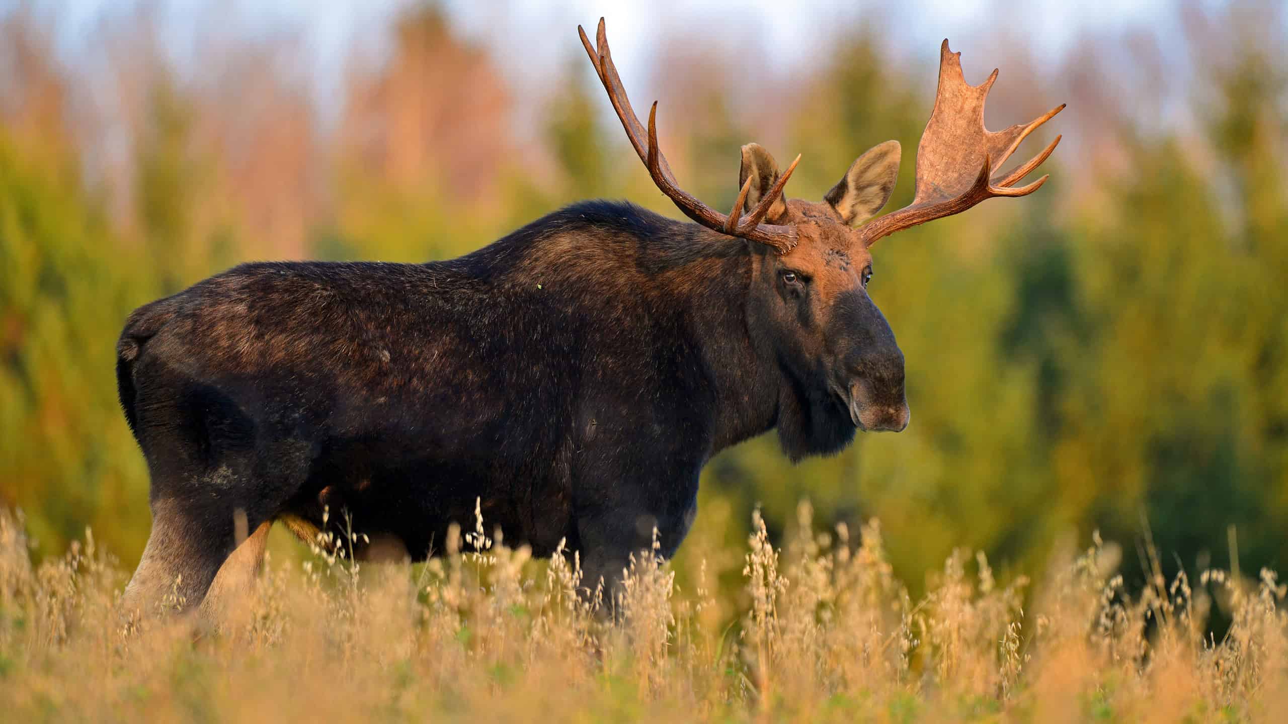 Birding & Wildlife Watching - Visit Maine