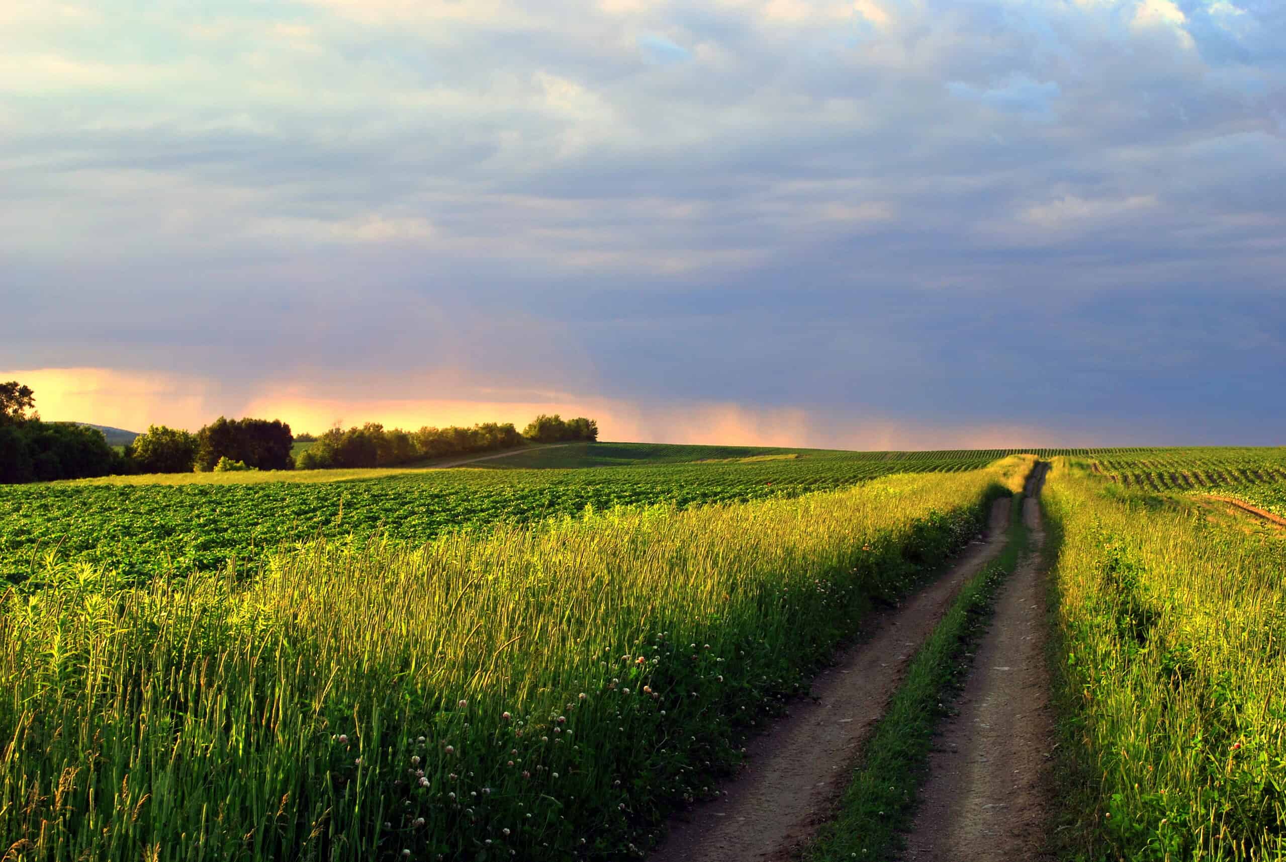 Potatoes are Maine’s Main Crop - Visit Maine